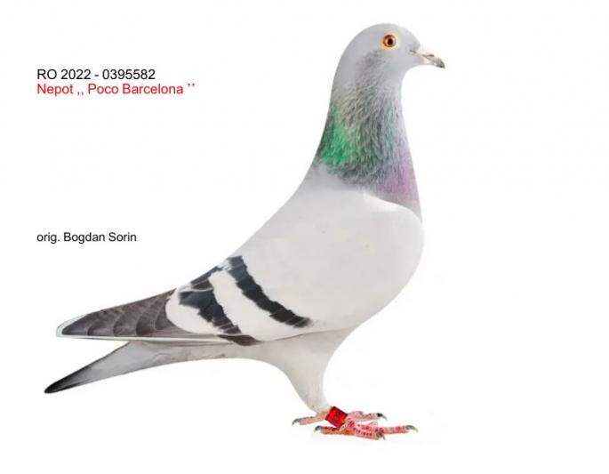 Columbofil.net - Licitatii porumbei