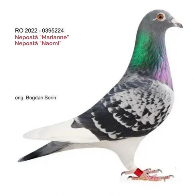 Columbofil.net - Licitatii porumbei