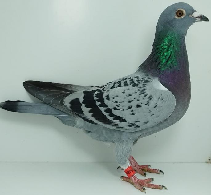 Columbofil.net - Licitatii porumbei