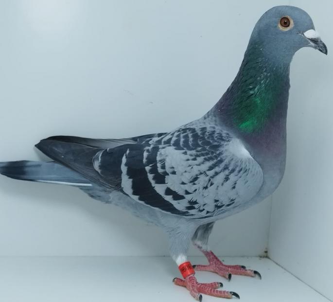 Columbofil.net - Licitatii porumbei