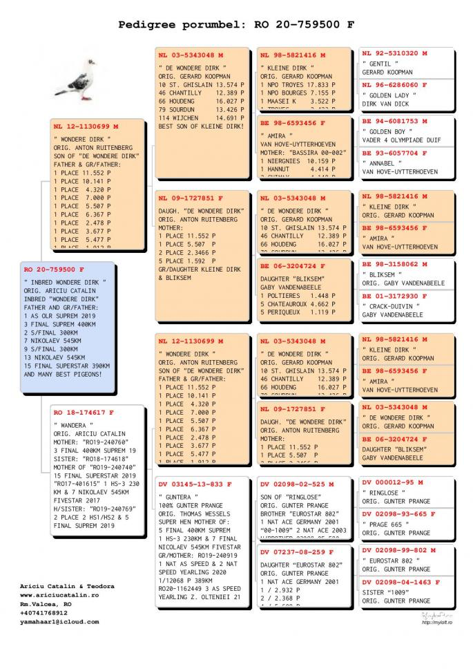 Columbofil.net - Licitatii porumbei