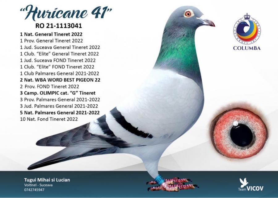 Columbofil.net - Licitatii porumbei