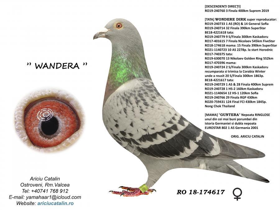 Columbofil.net - Licitatii porumbei