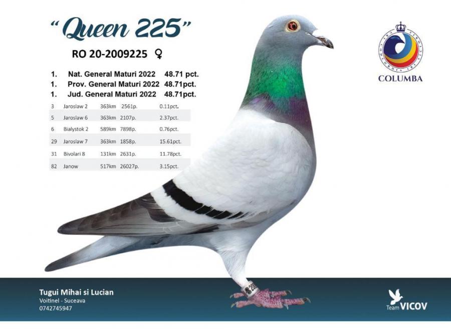 Columbofil.net - Licitatii porumbei