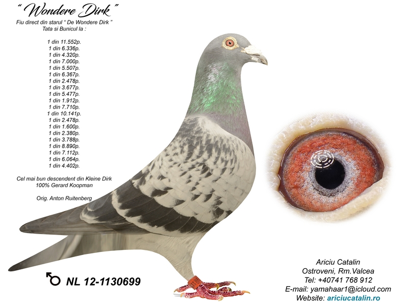 Columbofil.net - Licitatii porumbei