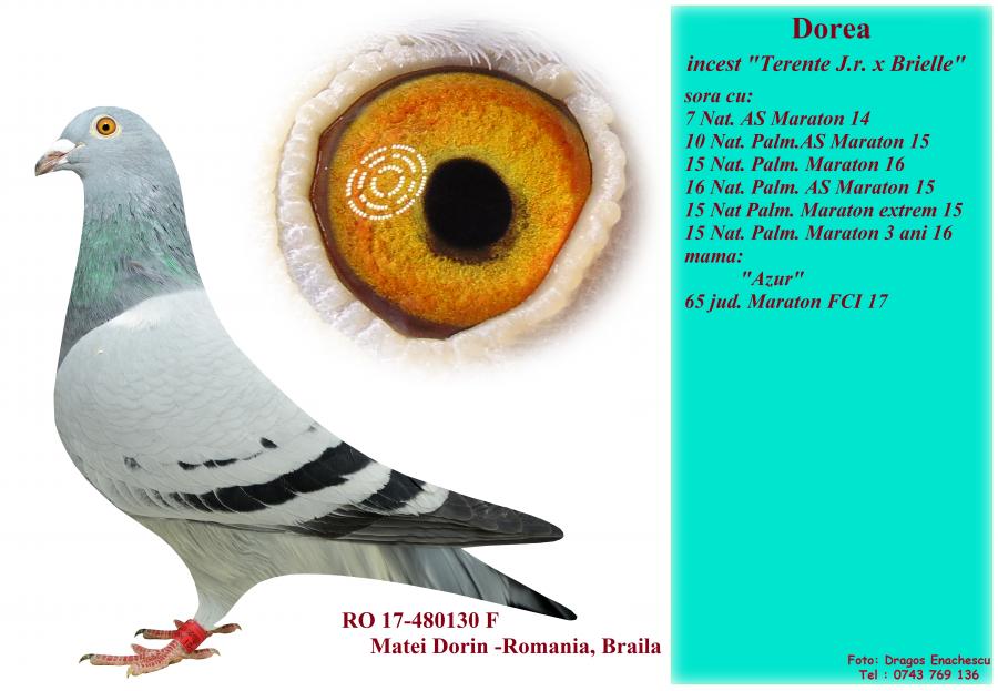 Columbofil.net - Licitatii porumbei