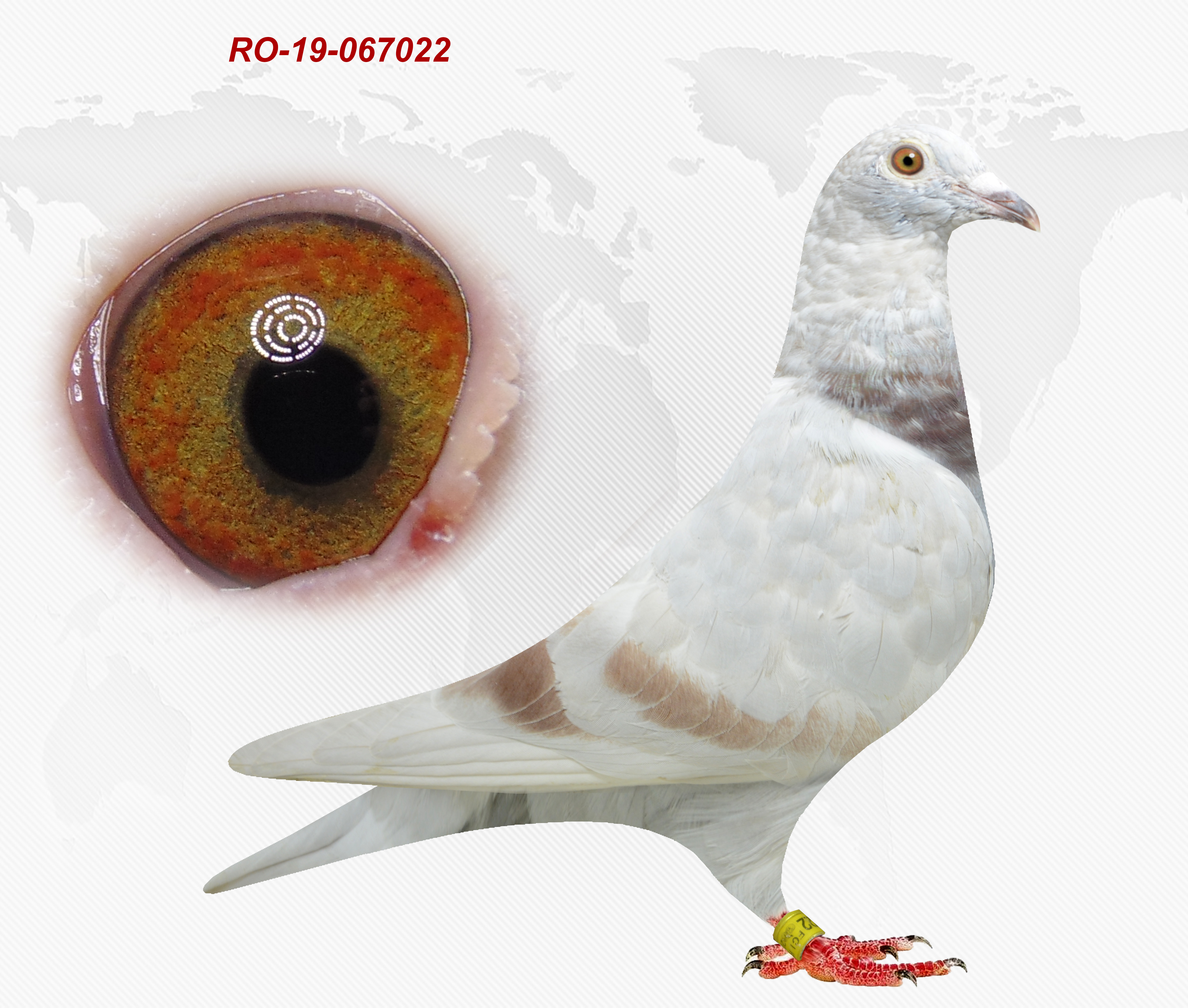 Columbofil.net - Licitatii porumbei